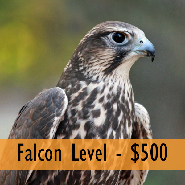 Raptor Run 5K Sponsorship | Bucks County Audubon Society