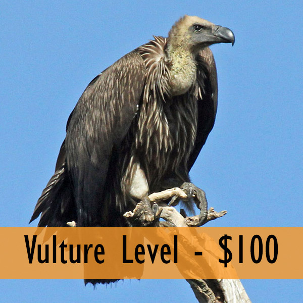 Raptor Run 5K Sponsorship | Bucks County Audubon Society