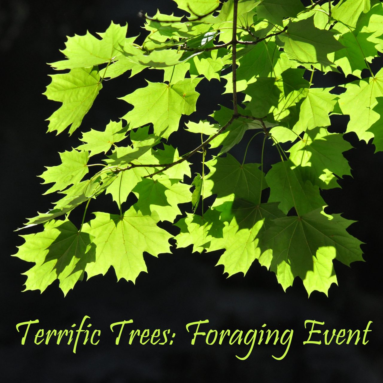 The Art of Ecology Terrific Trees: Foraging Walk | Bucks County Audubon ...