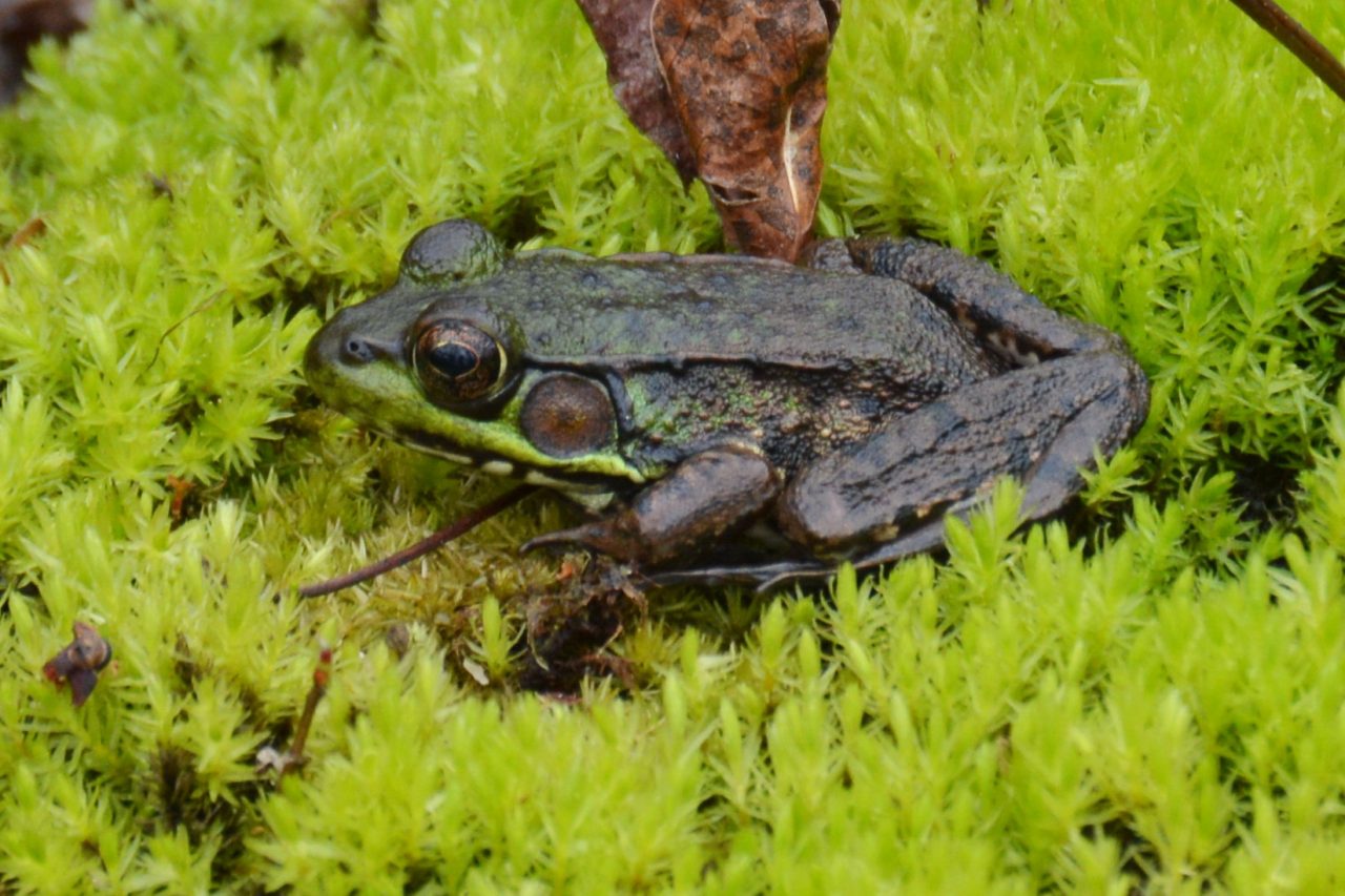 Frog Walk | Bucks County Audubon Society